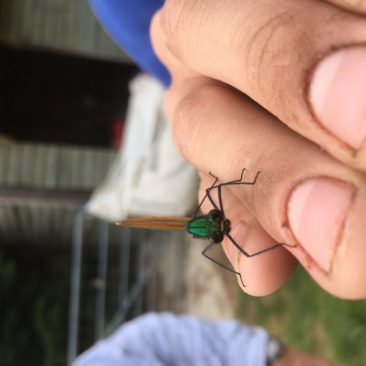 Notton House Academy - Fun at The Farm!